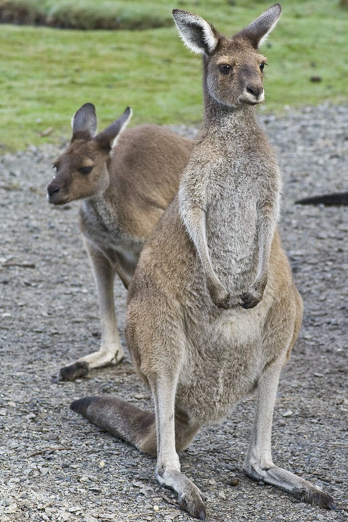 List of Popular Animals Native to Australia