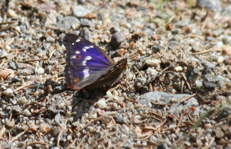 12 Types of Purple Butterflies (With Pictures)