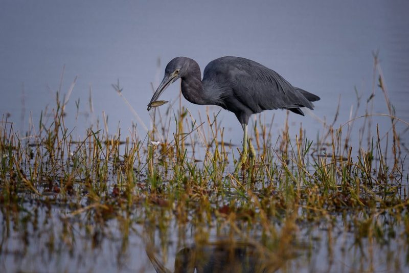 12 Types of Herons in Florida