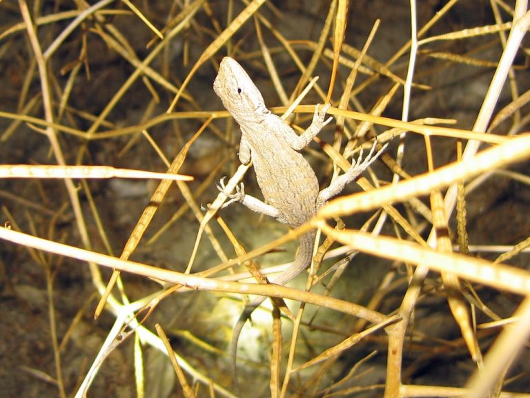 37 Different Types of Lizards in Arizona (With Pictures)