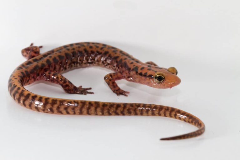 40 Different Types of Salamanders