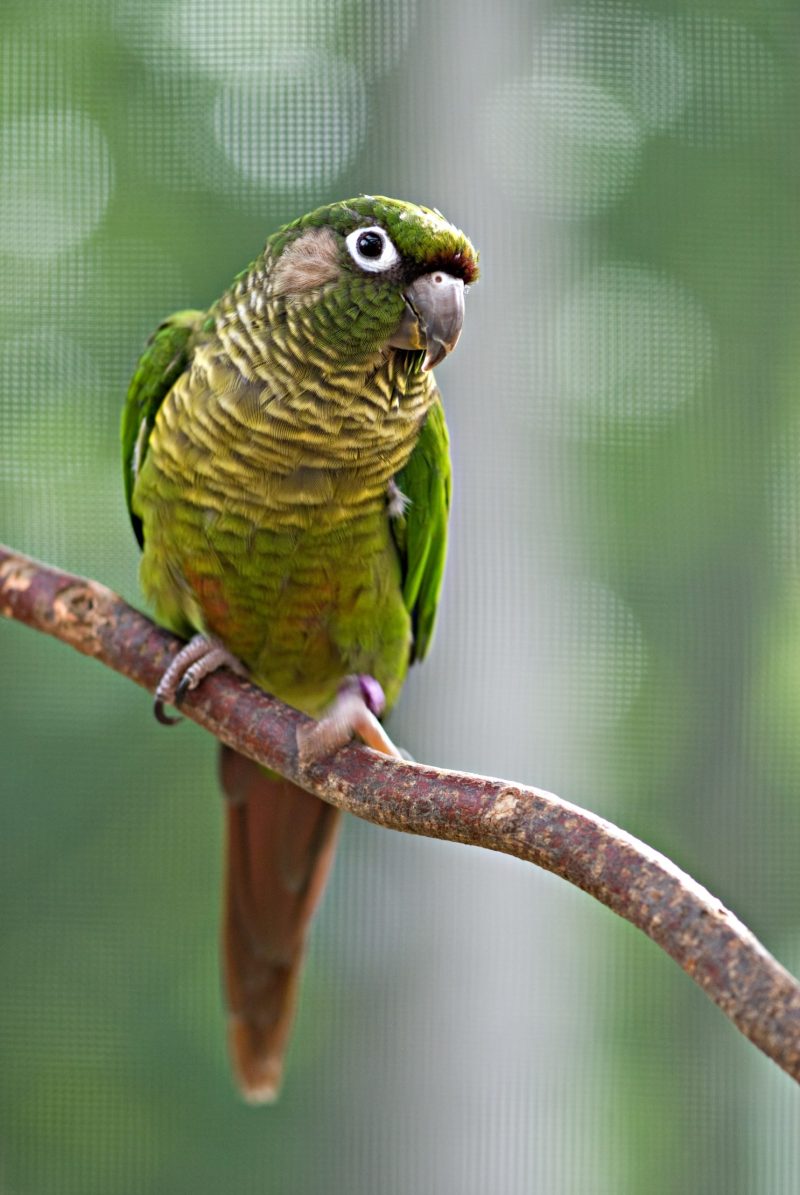 26 Different Types of Conures and Parakeets With Pictures