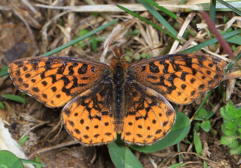 31 Types of Butterflies in Maryland (With Pictures)