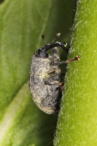 28 Different Types of Weevils With Pictures