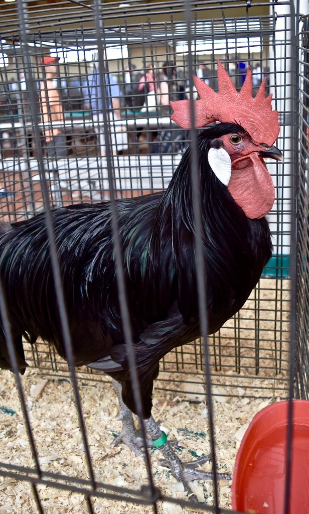 15 Common Chicken Breeds in the World