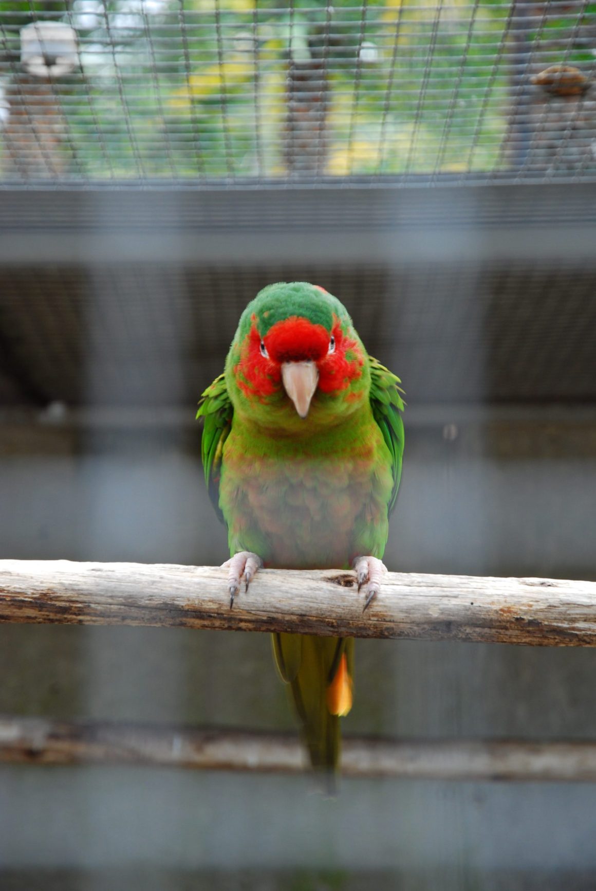 26 Different Types of Conures and Parakeets With Pictures