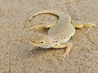 37 Different Types of Lizards in Arizona (With Pictures)