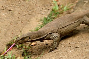 8 Different Types of Lizards in the Philippines (With Pictures)