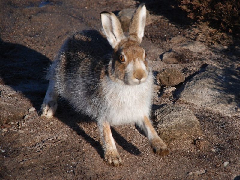 28 Different Types of Hares (With Pictures)
