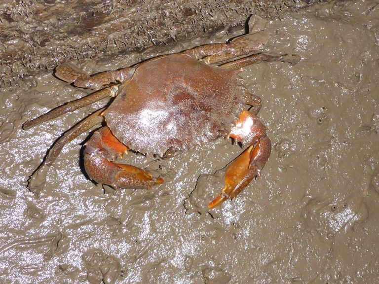 5 Types of Crabs in Australia