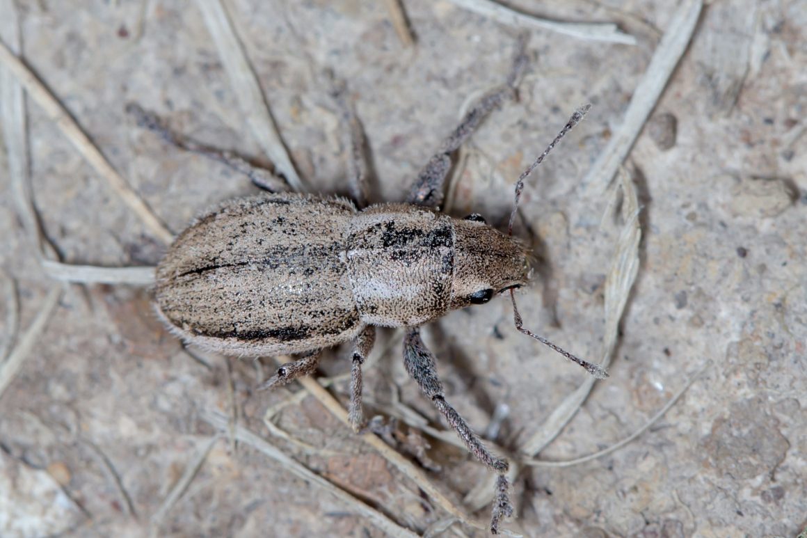 28 Different Types of Weevils With Pictures