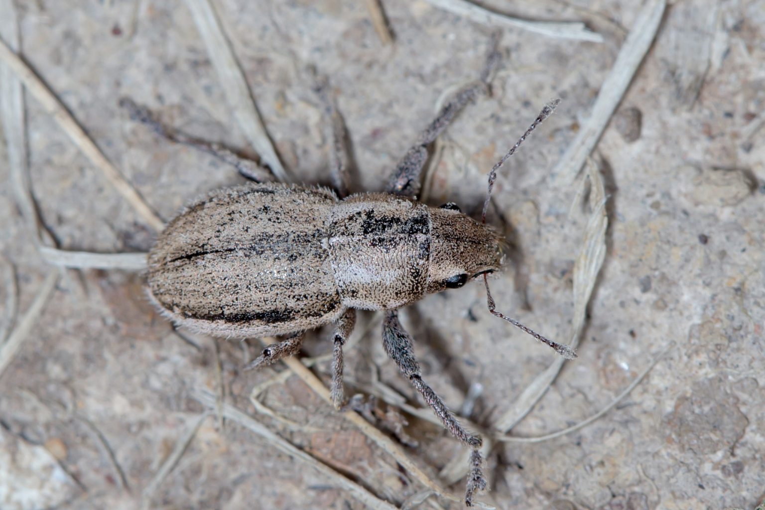 28 Different Types of Weevils With Pictures