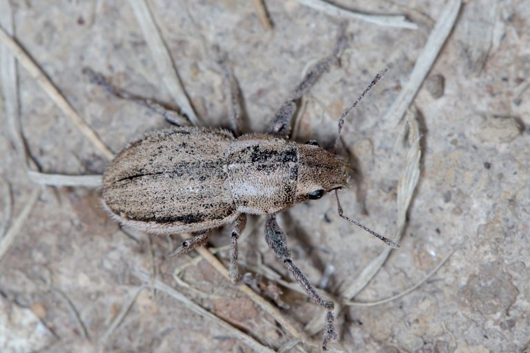 28 Different Types of Weevils With Pictures