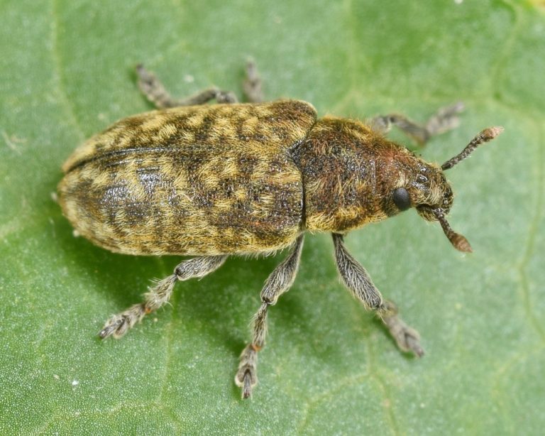 28 Different Types of Weevils With Pictures