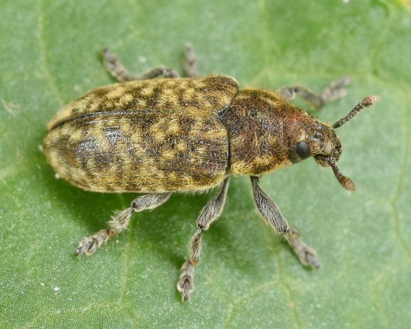 28 Different Types of Weevils With Pictures
