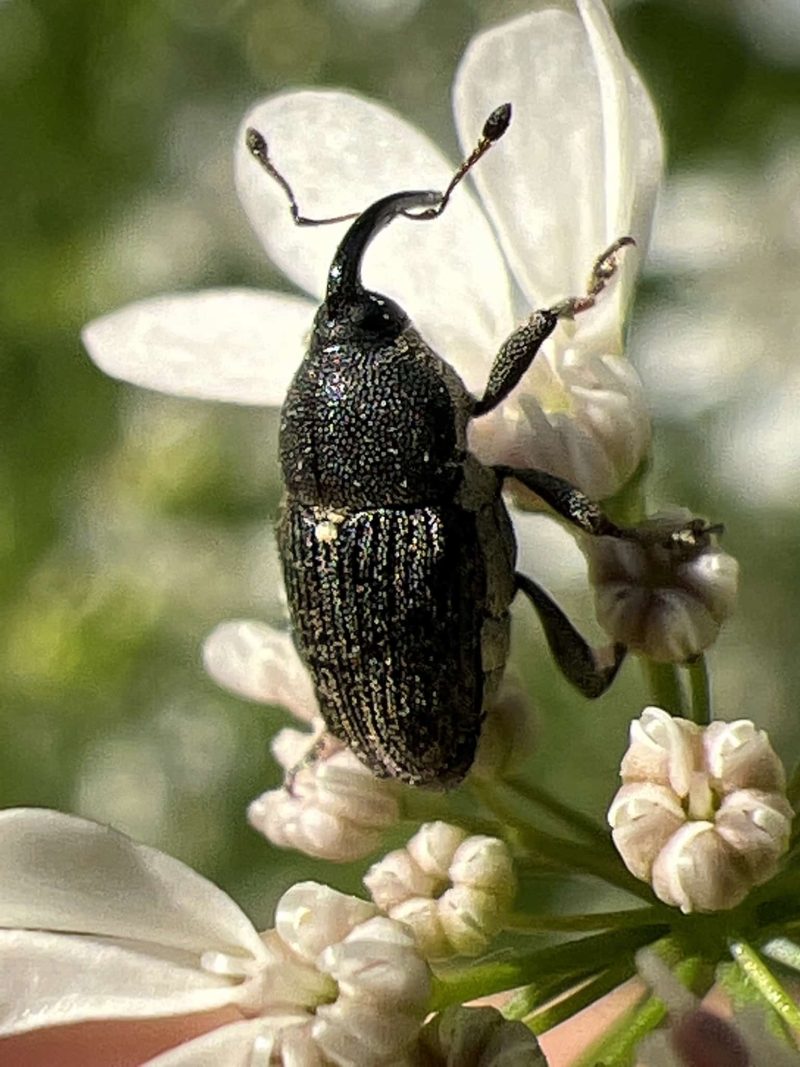 28 Different Types of Weevils With Pictures