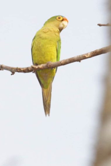 26 Different Types of Conures and Parakeets With Pictures