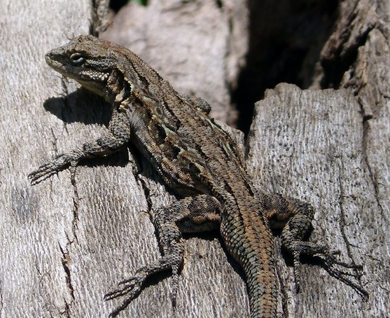 37 Different Types of Lizards in Arizona (With Pictures)