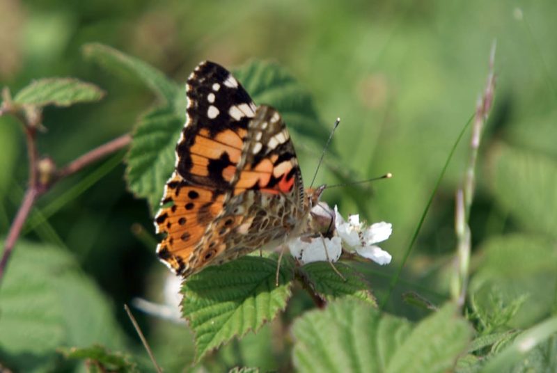 31 Types of Butterflies in Maryland (With Pictures)