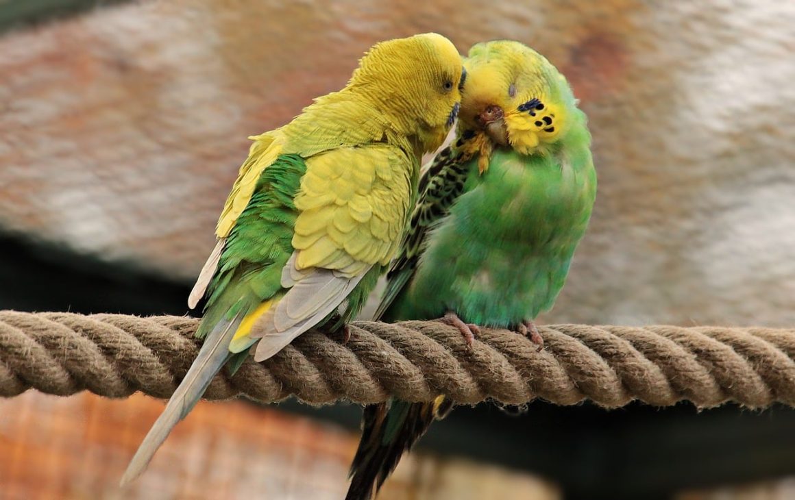 14 Best Low-maintenance Pet Birds (With Pictures)