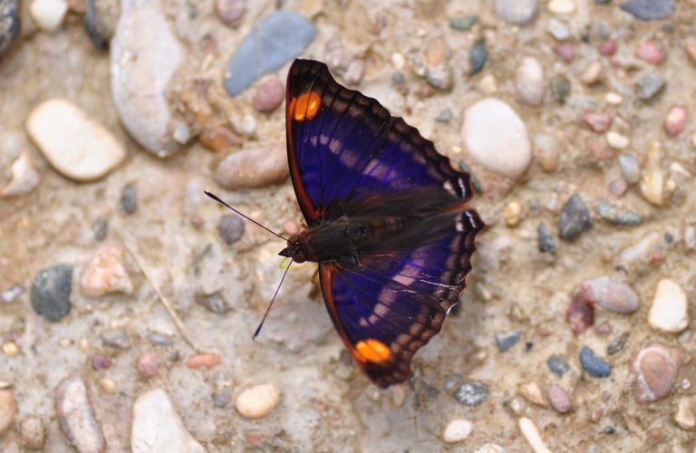 12 Types of Purple Butterflies (With Pictures)