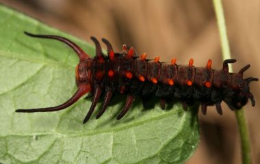 16 Different Types of Black Hairy Caterpillars
