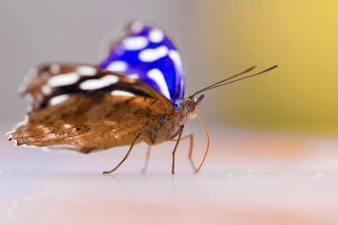 12 Types of Purple Butterflies (With Pictures)