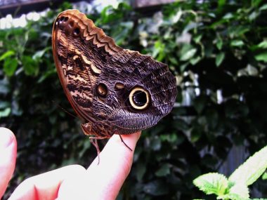 12 Types of Purple Butterflies (With Pictures)