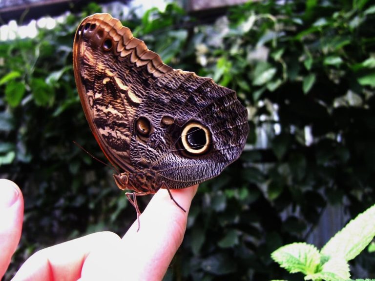 12 Types of Purple Butterflies (With Pictures)