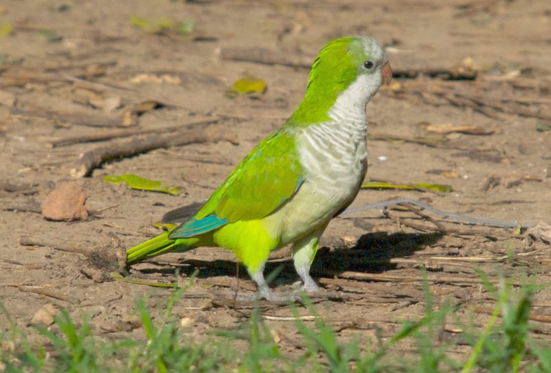 14 Best Low-maintenance Pet Birds (With Pictures)