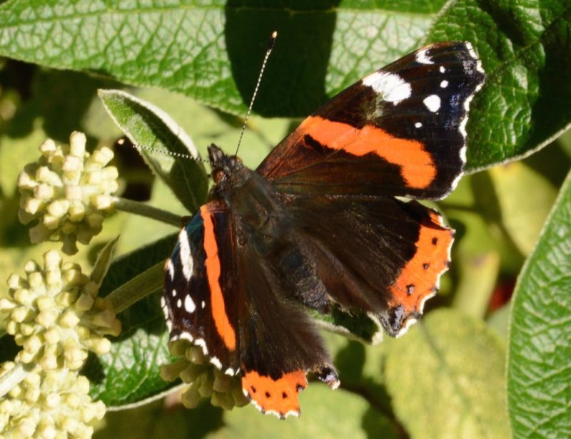 31 Types of Butterflies in Maryland (With Pictures)