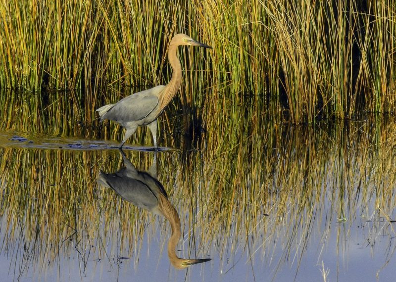 12 Types of Herons in Florida