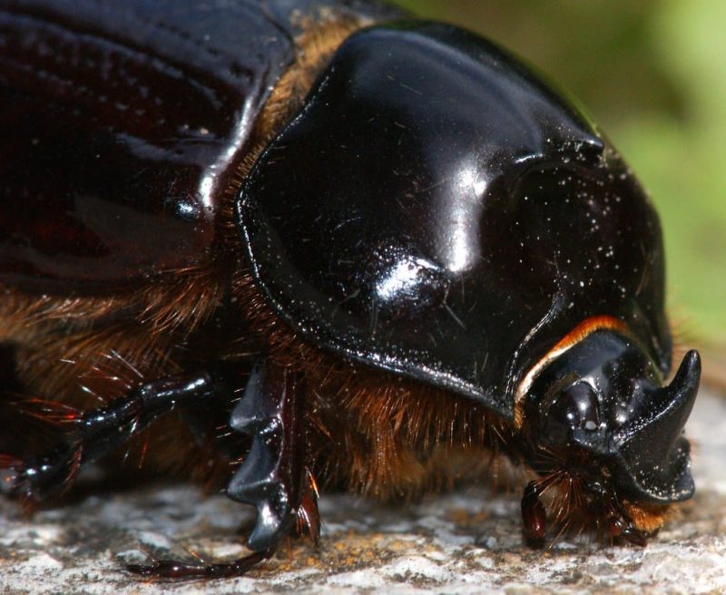 21 Types of Insects in the Amazon Rainforest