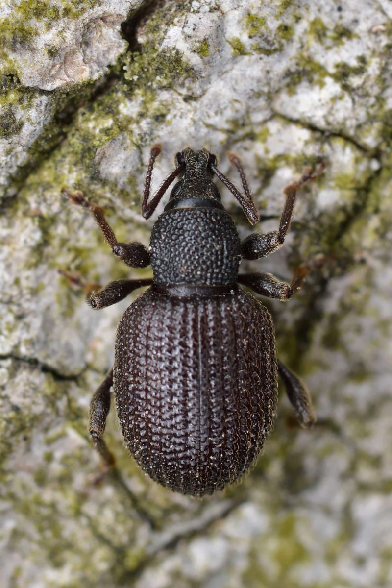 28 Different Types of Weevils With Pictures