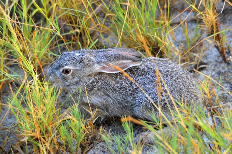 28 Different Types of Hares (With Pictures)