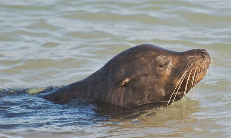18 Animals That Eat Fish (With Pictures)