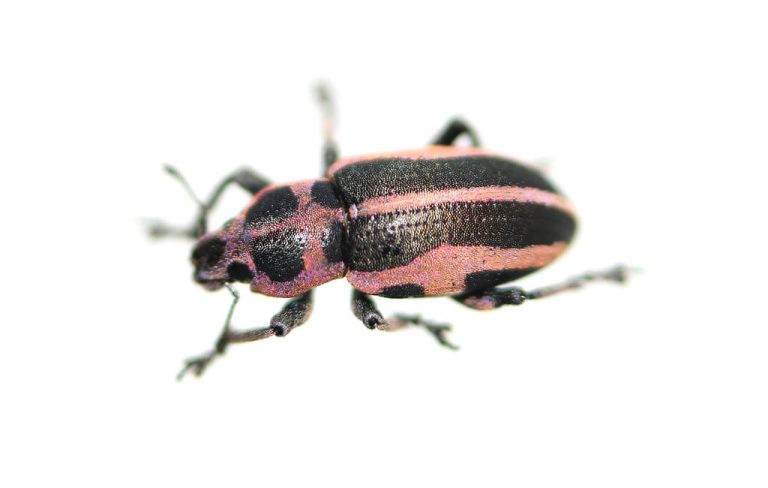 28 Different Types of Weevils With Pictures