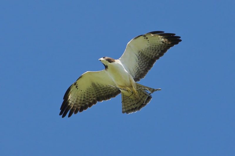 8 Different Types of Hawks in Georgia