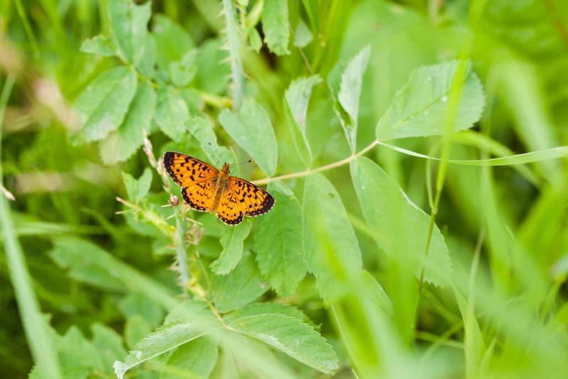 31 Types of Butterflies in Maryland (With Pictures)