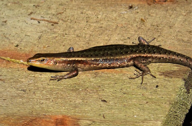 8 Different Types of Lizards in the Philippines (With Pictures)