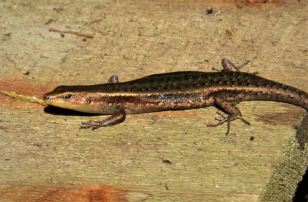 8 Different Types of Lizards in the Philippines (With Pictures)