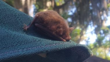 14 Different Types of Bats in Indiana