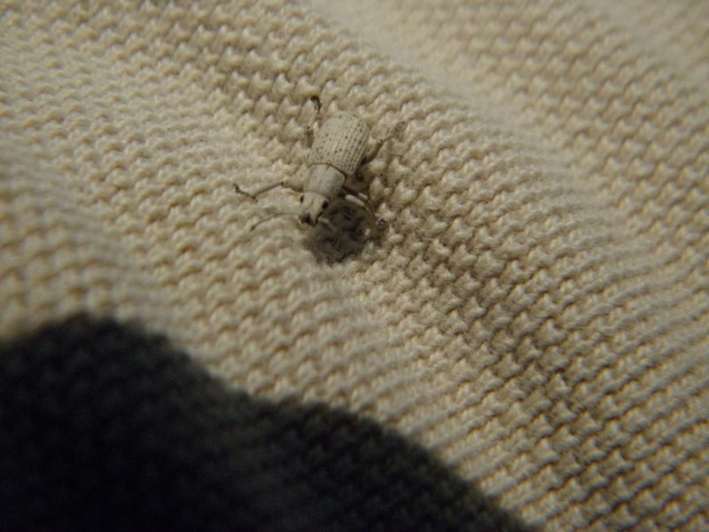 28 Different Types of Weevils With Pictures