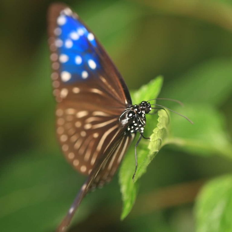 12 Types of Purple Butterflies (With Pictures)
