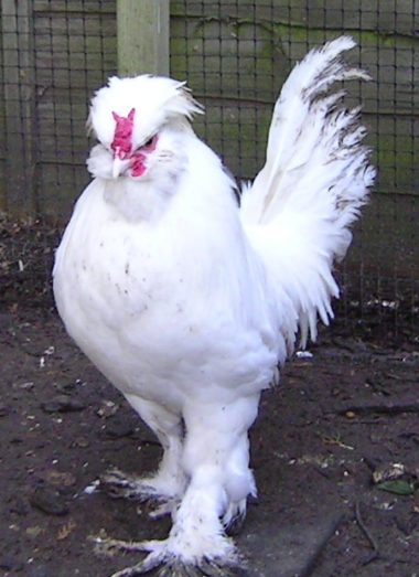 9 Crested Chicken Breeds (With Pictures)