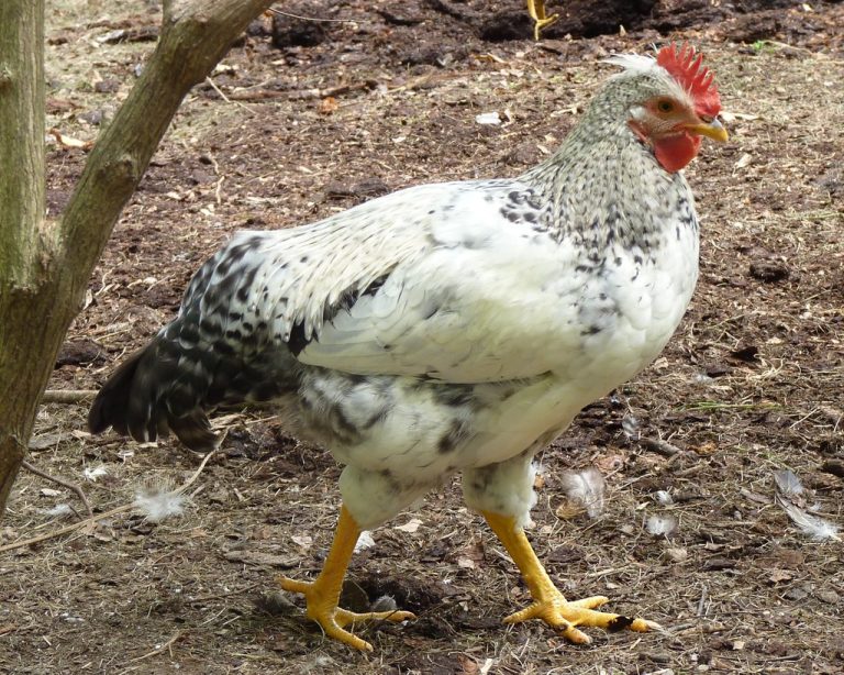16 Types of Hybrid Chicken Breeds