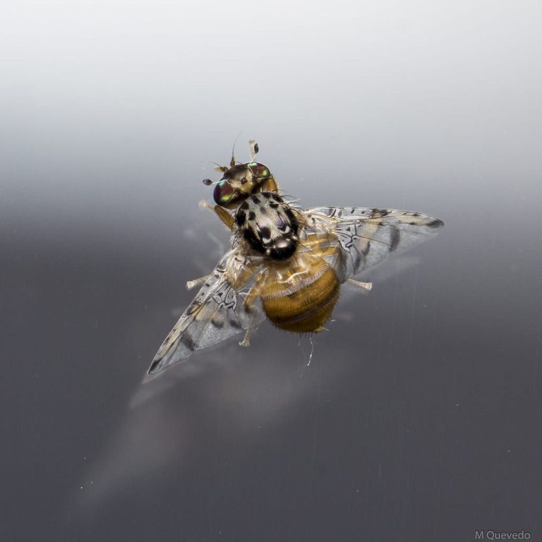 7 Different Types of Flies in Georgia (With Pictures)