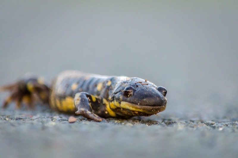 10 Types of Salamanders to Keep as Pets (With Pictures)