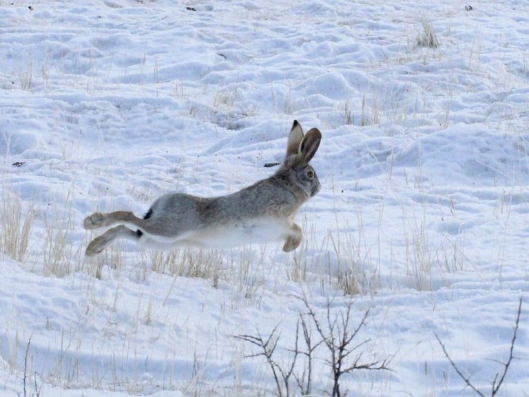 28 Different Types of Hares (With Pictures)