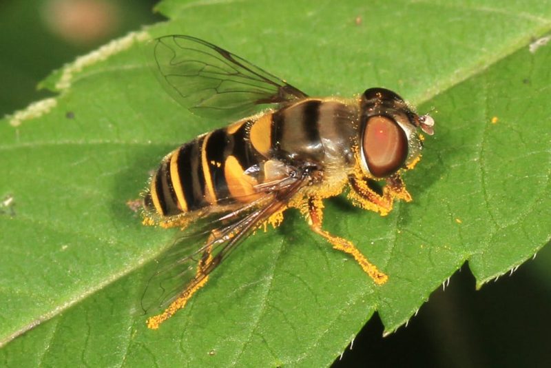 22 Types of Flies in Utah